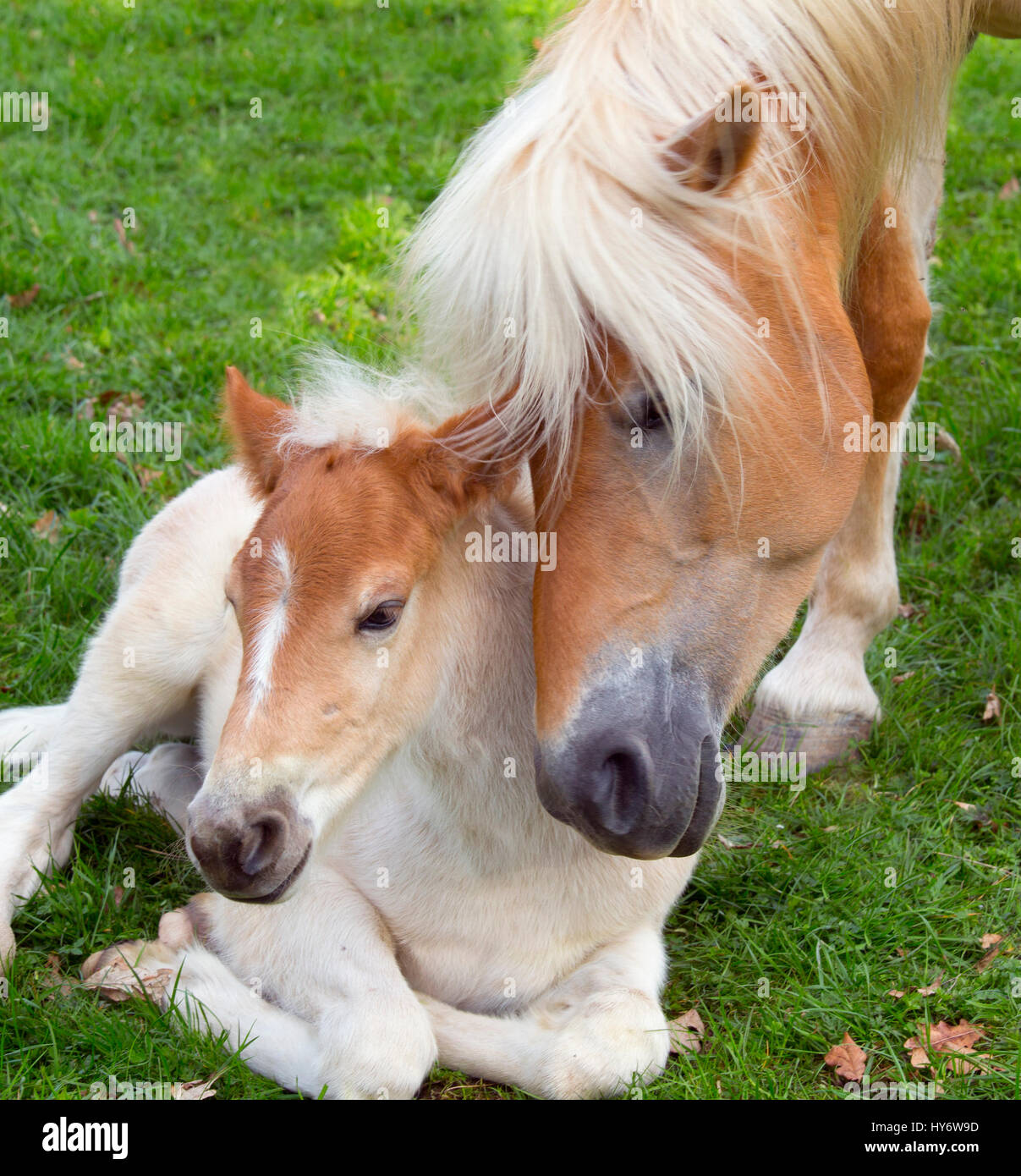 Haflinger horses mare and foal Stock Photo - Alamy
