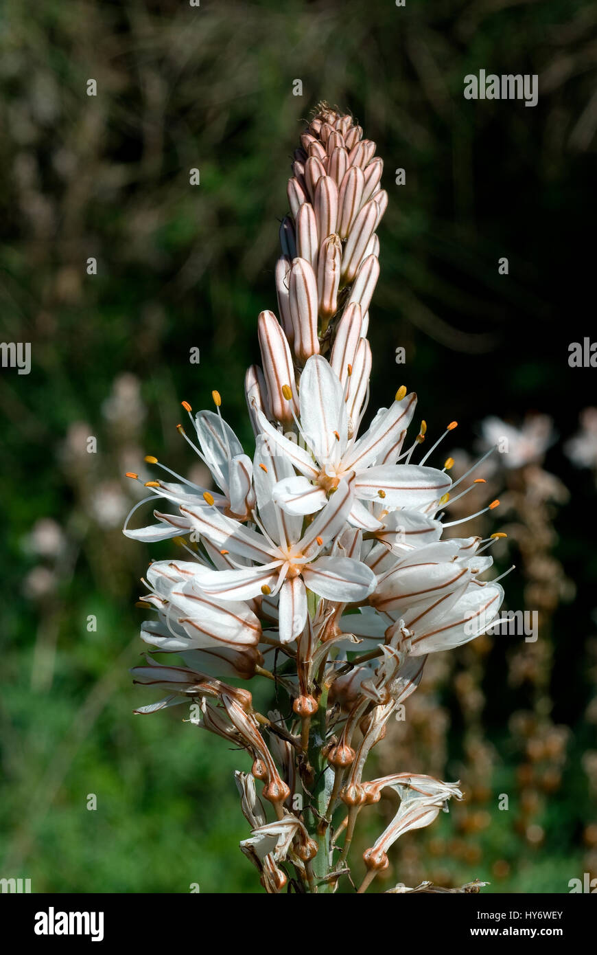Asphodelus albus hi-res stock photography and images - Alamy