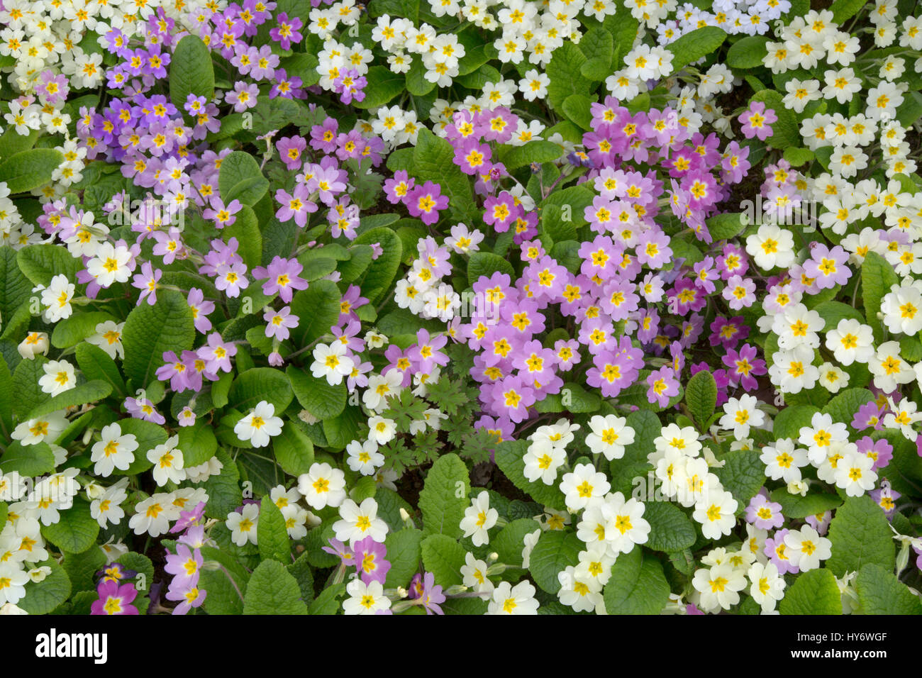 Colour varieties of Common Primrose Primula vulgaris growing in spring ...