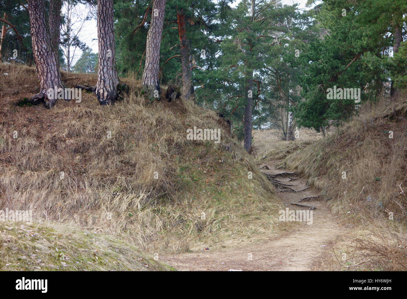Forest path overgrown with green grass hi-res stock photography and ...