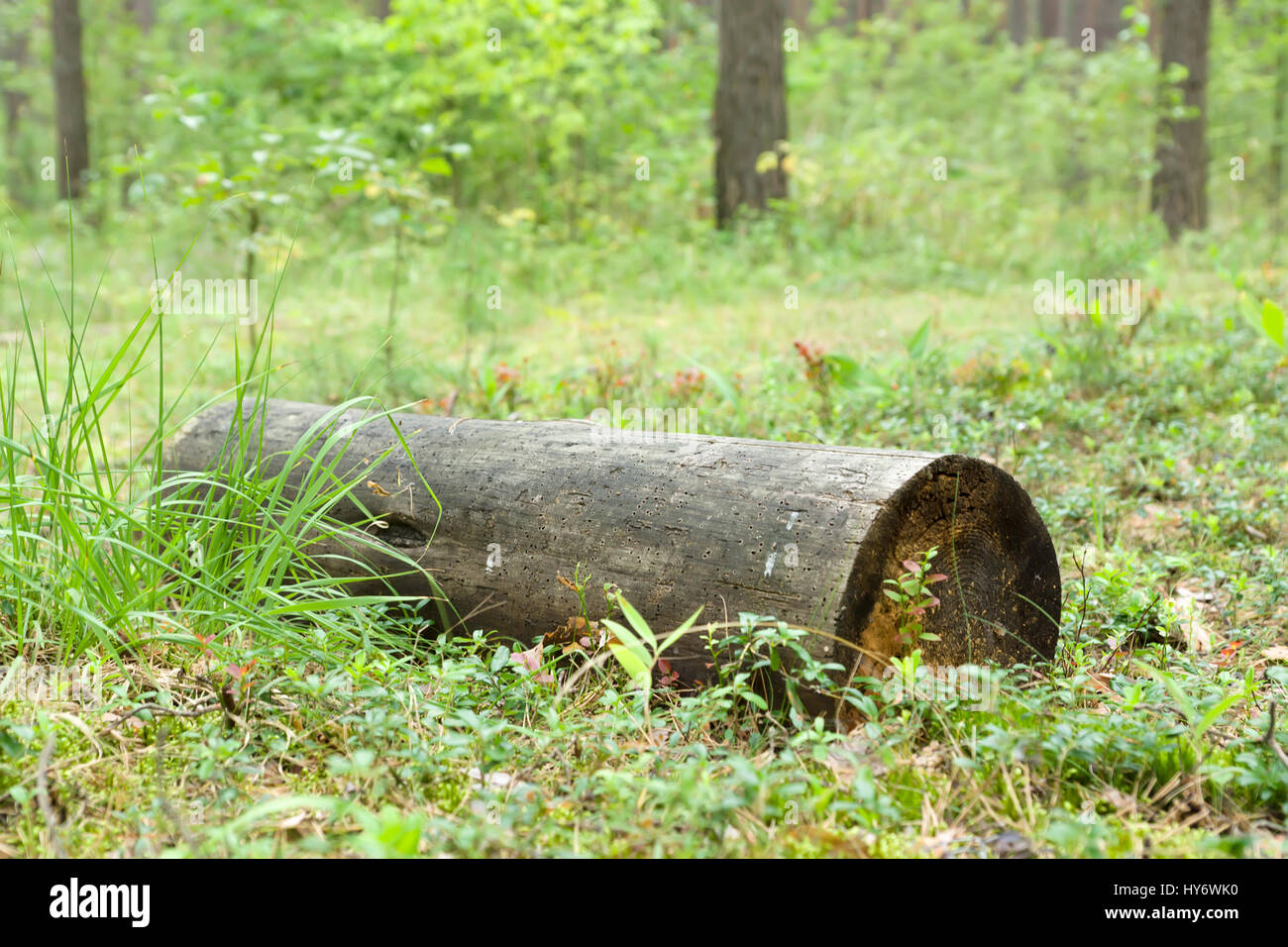 the old mossy log in a dense forest Stock Photo - Alamy