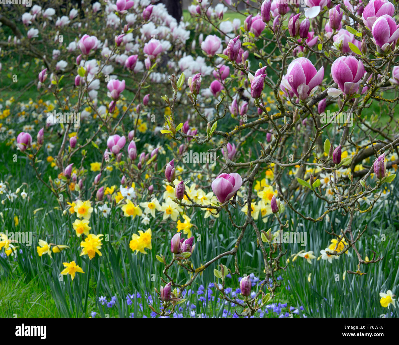 Spring flowering woodland plant hi-res stock photography and images - Alamy