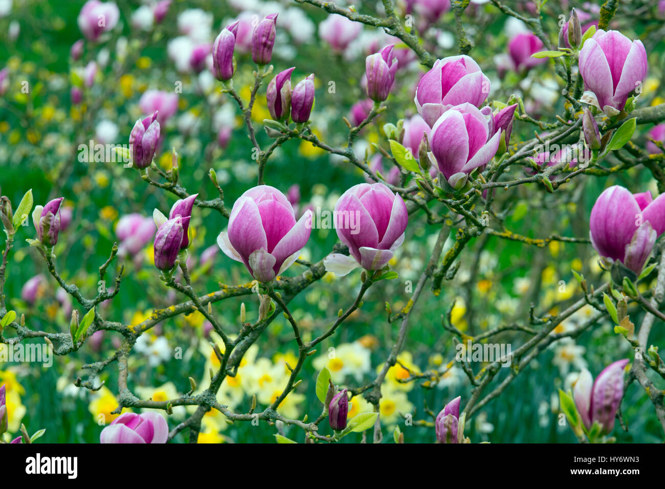 Anemones with Daffodils and flowering Magnolia in Spring Stock Photo ...