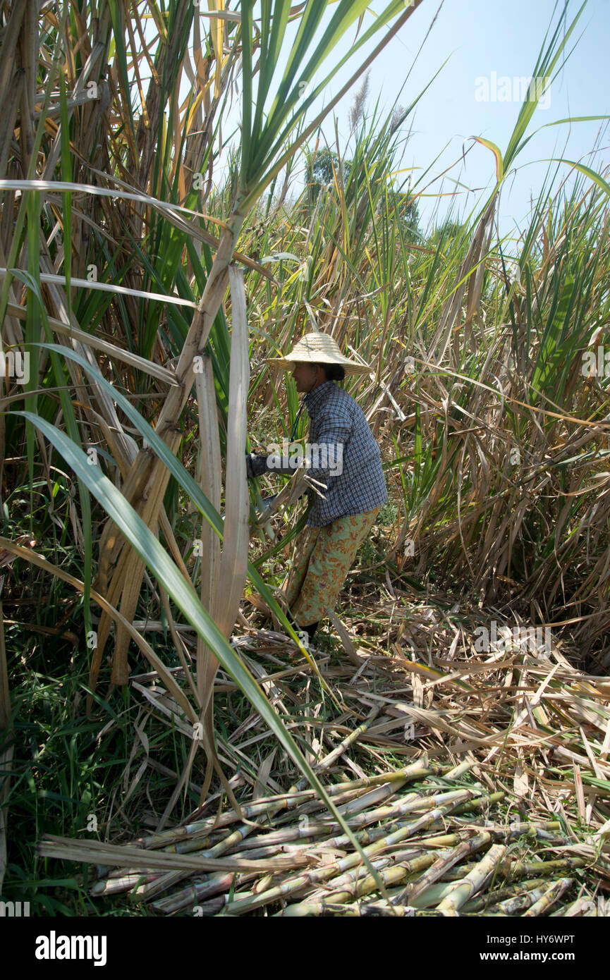 Myanmar (Burma). Inle lake. Women farm labourer harvesting sugar cane ...