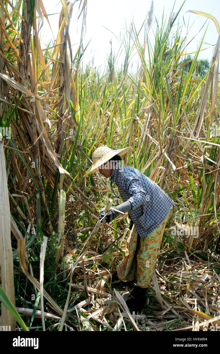 Myanmar (Burma). Inle lake. Women farm labourer harvesting sugar cane ...