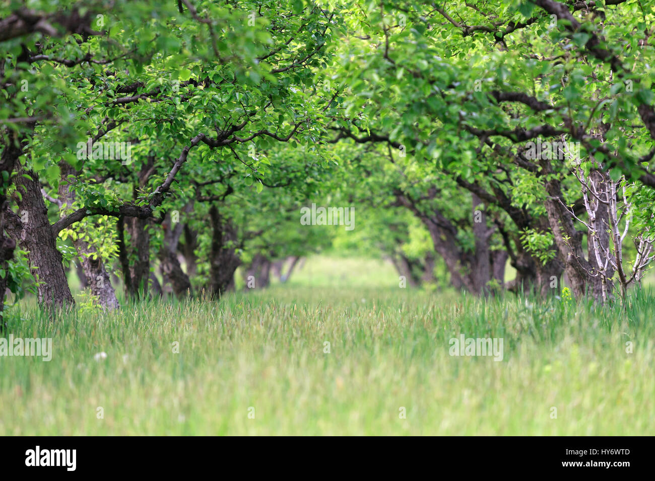 Old fruit orchard hi-res stock photography and images - Alamy