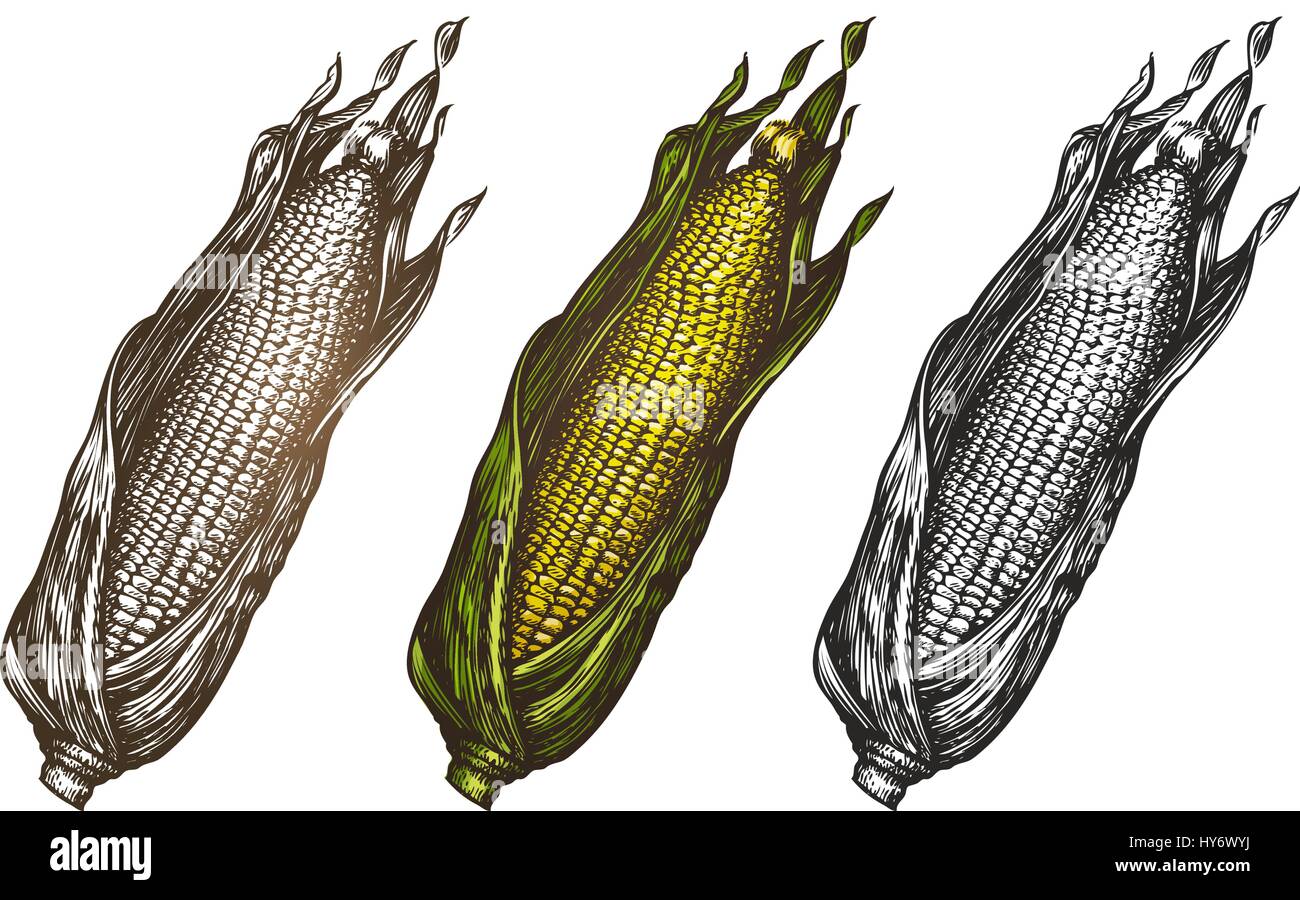 Corn vector hi-res stock photography and images - Alamy