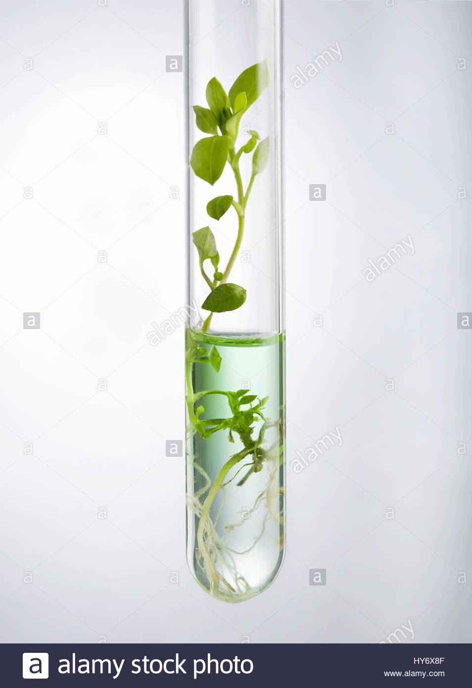 Plant Biotechnology Stock Photos & Plant Biotechnology Stock Images - Alamy