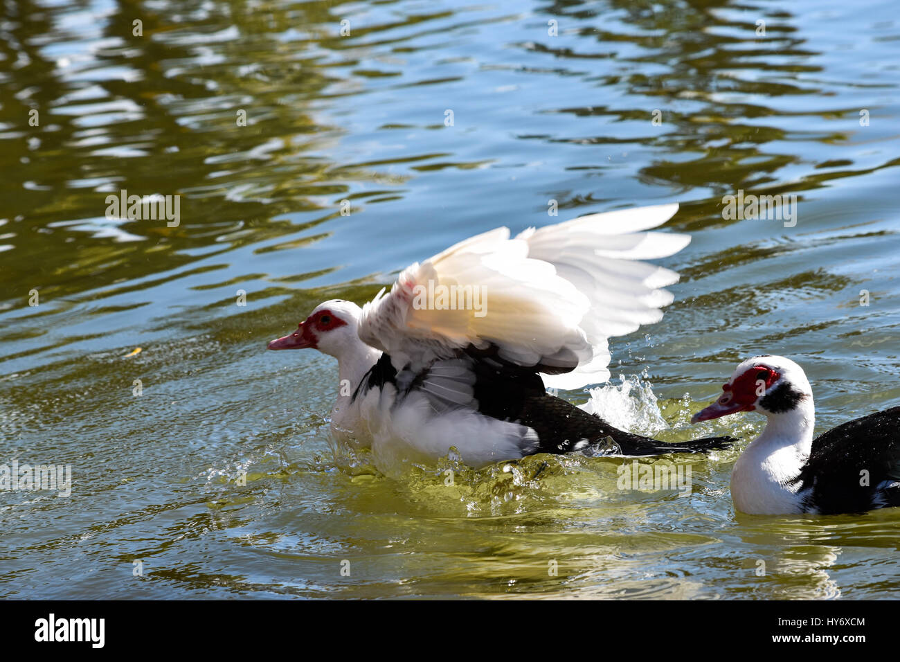 duck at play Stock Photo - Alamy