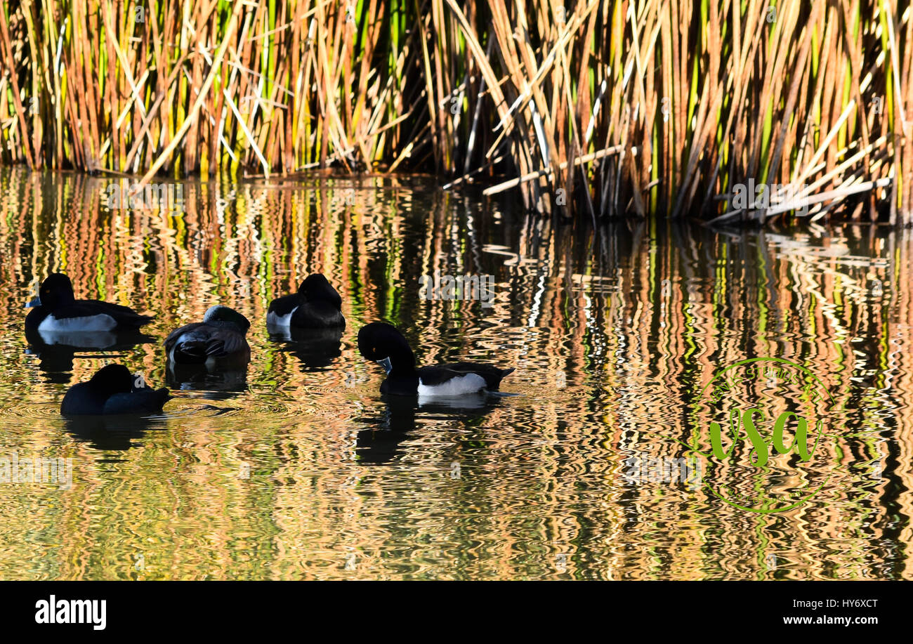 Flock of ducks Stock Photo - Alamy