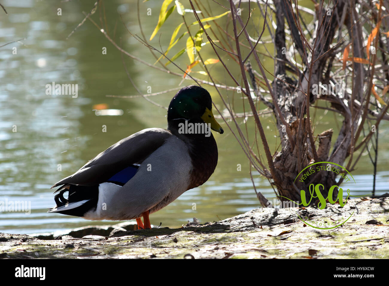 Playful ducks hi-res stock photography and images - Alamy