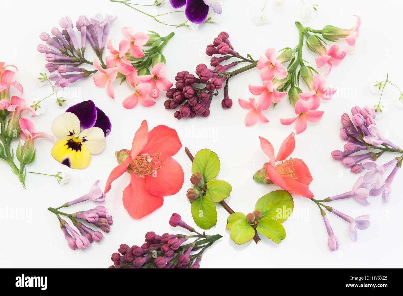 Fresh colorful flowers hi-res stock photography and images - Alamy