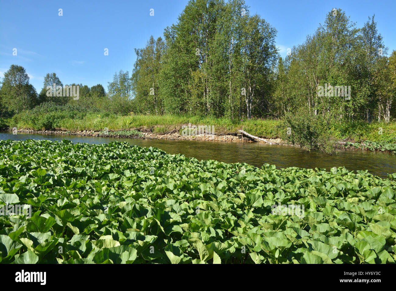 Summer river landscape in the Northern national Park. Virgin Komi ...