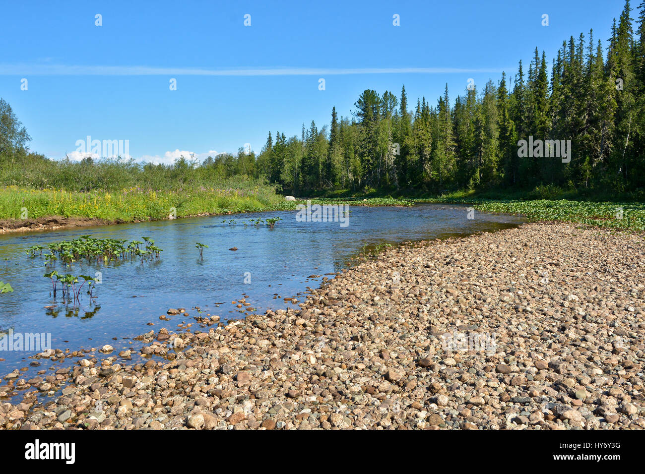 Summer river landscape in the Northern national Park. Virgin Komi ...