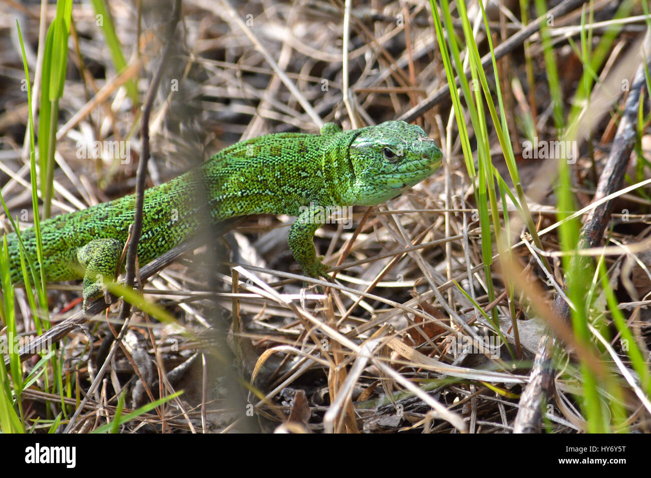 Breeding color hi-res stock photography and images - Alamy