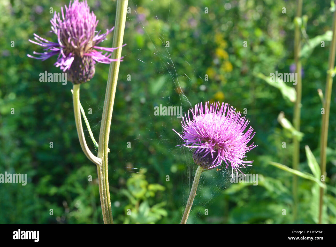 Russia national flower hi-res stock photography and images - Alamy