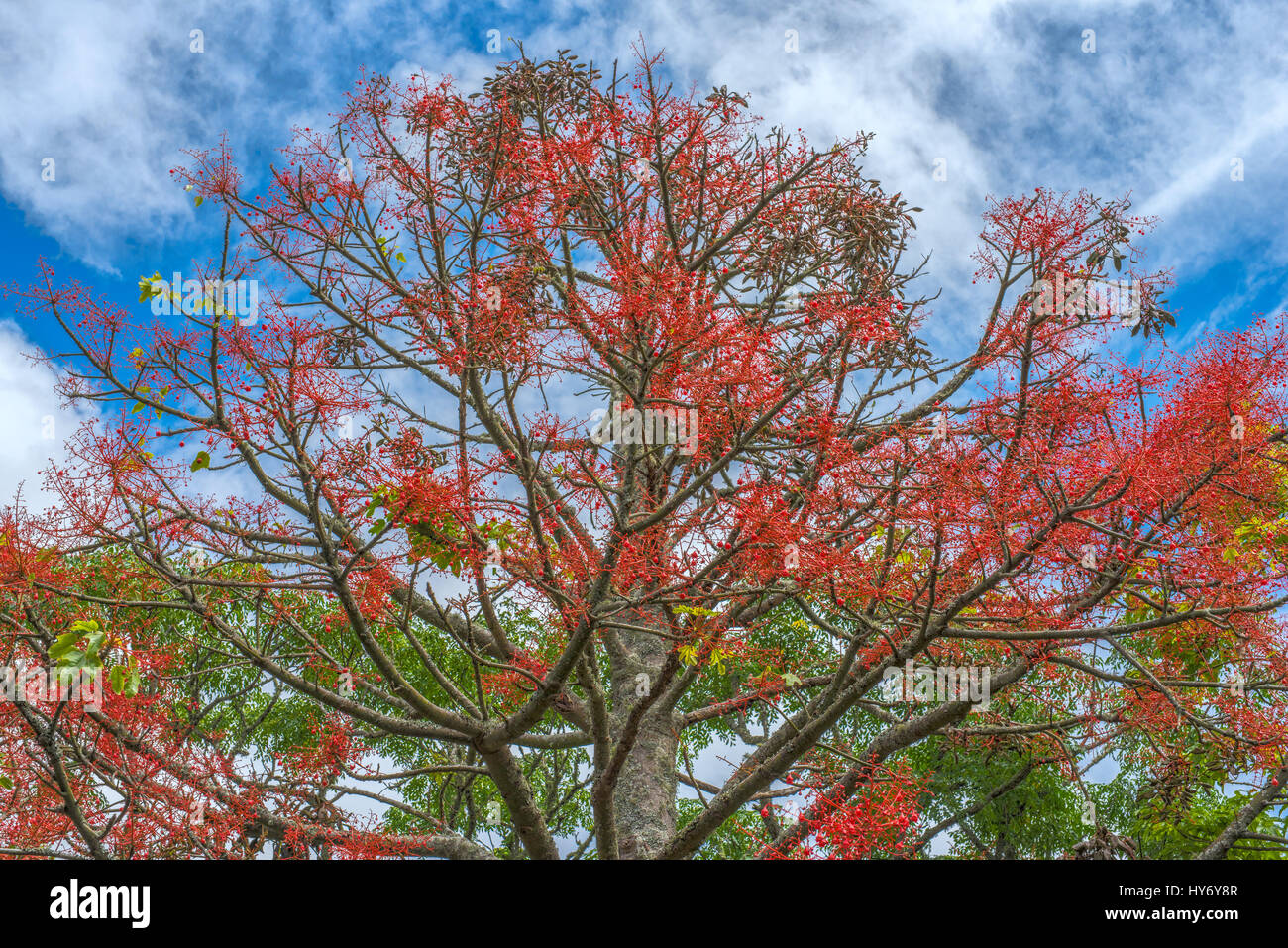 Brachychiton acerifolius hi-res stock photography and images - Alamy