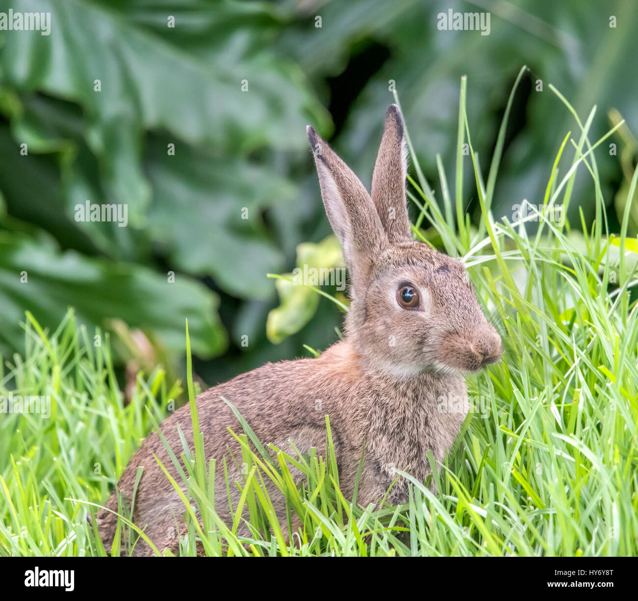 Lepus sylvaticus hi-res stock photography and images - Alamy