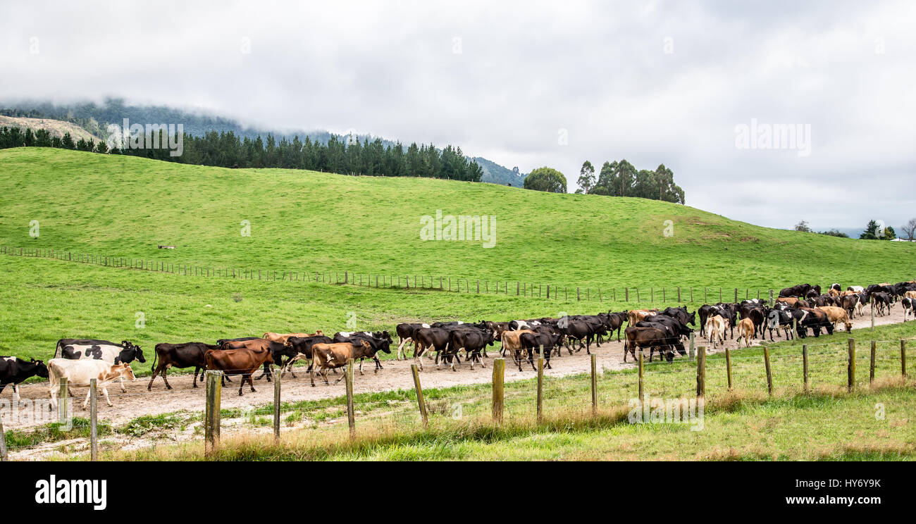 Cows going home Stock Photo - Alamy