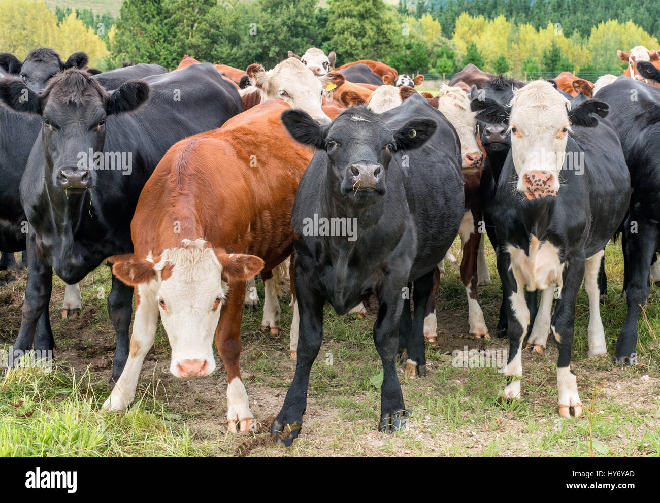 Brown And Black Cows