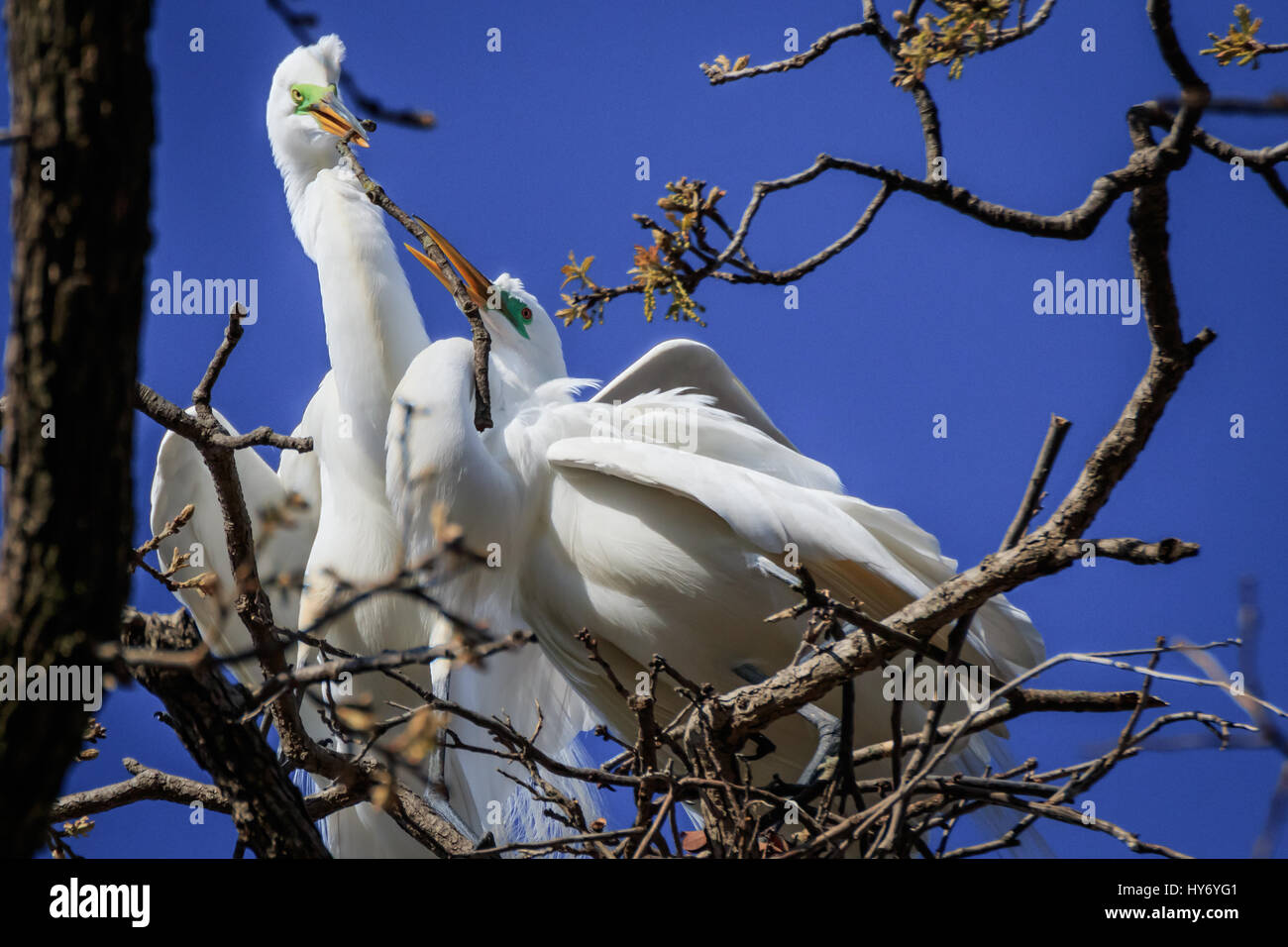Great Egret perched high in treetops in early spring Stock Photo - Alamy