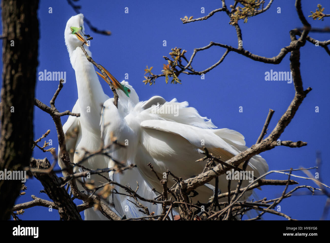 Great Egret perched high in treetops in early spring Stock Photo - Alamy