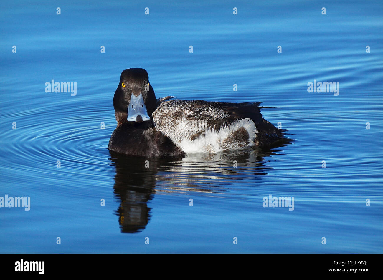 Bluebill male hi-res stock photography and images - Alamy