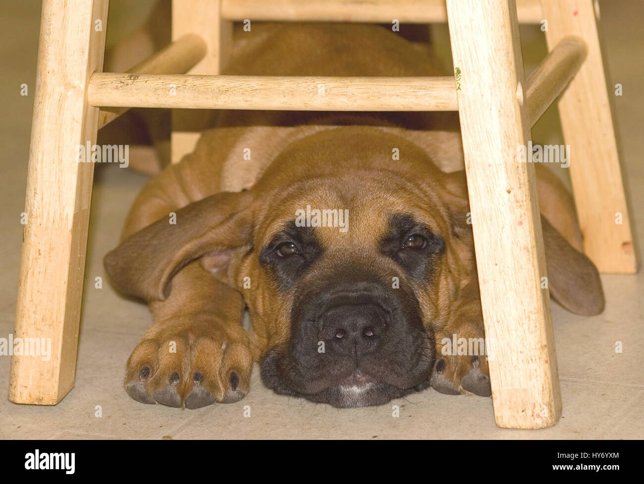 Dog hiding under stool Stock Photo - Alamy