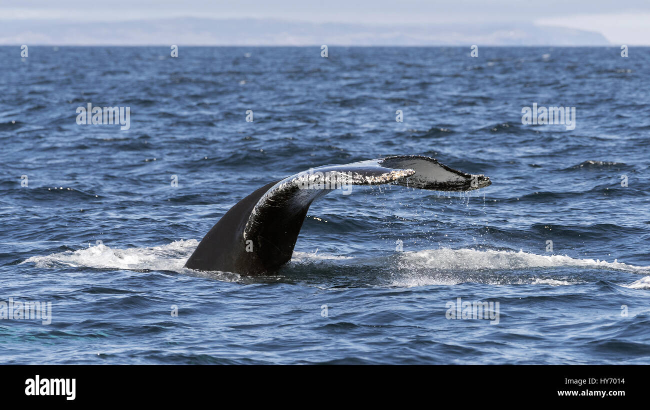 Tail of a diving humpback whale, Trinity bight, east coast Newfoundland ...