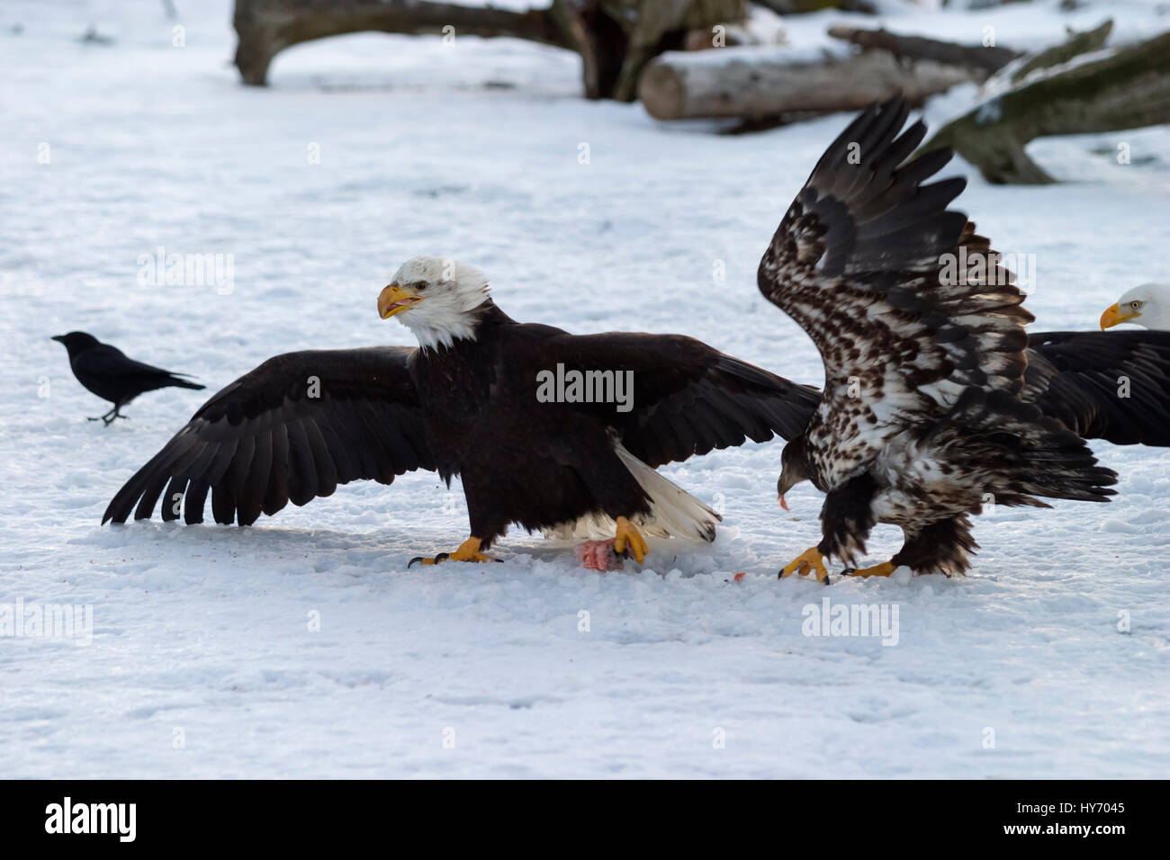 Eagles fighting talons hi-res stock photography and images - Alamy