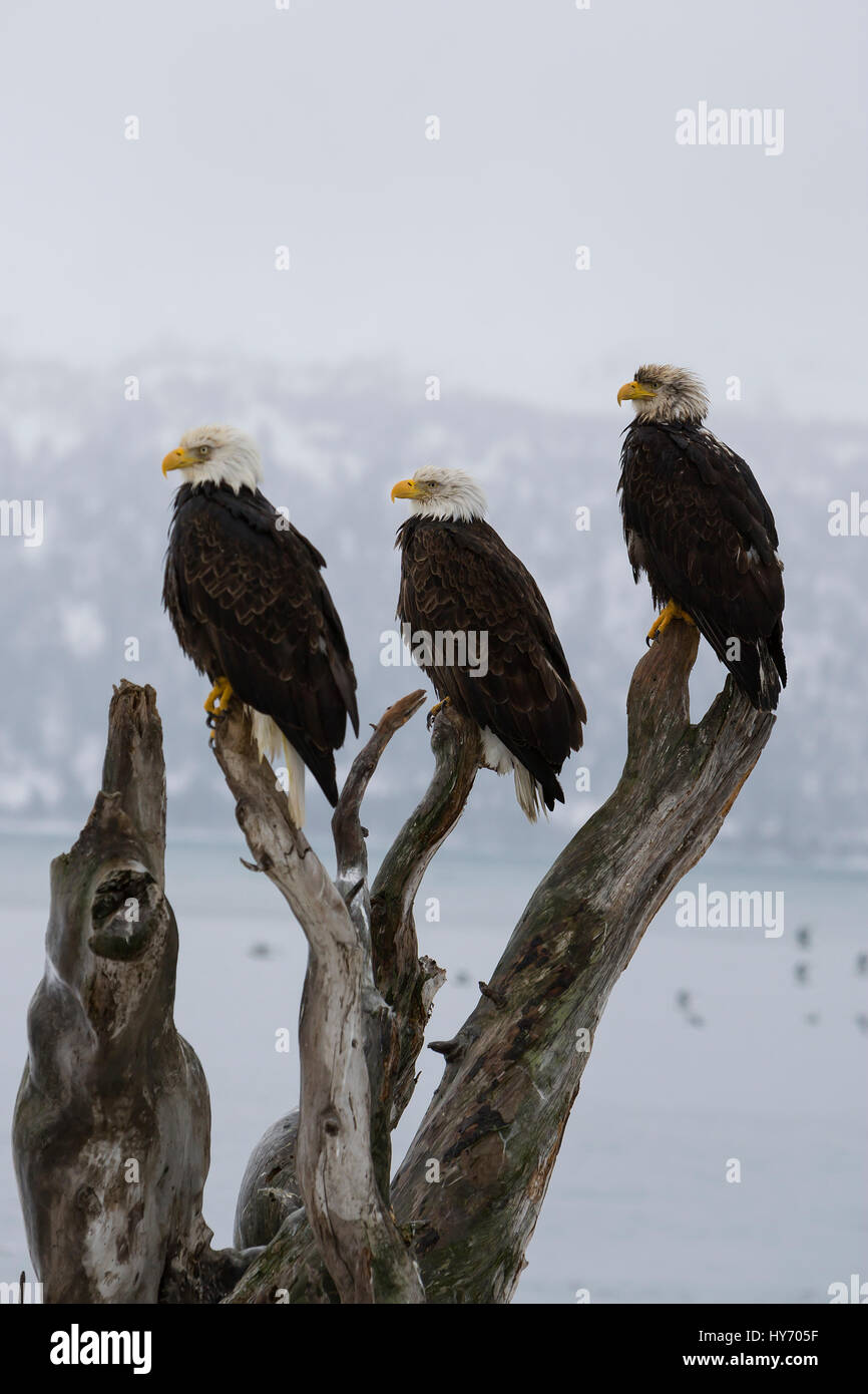 Scavenger eagles hi-res stock photography and images - Alamy