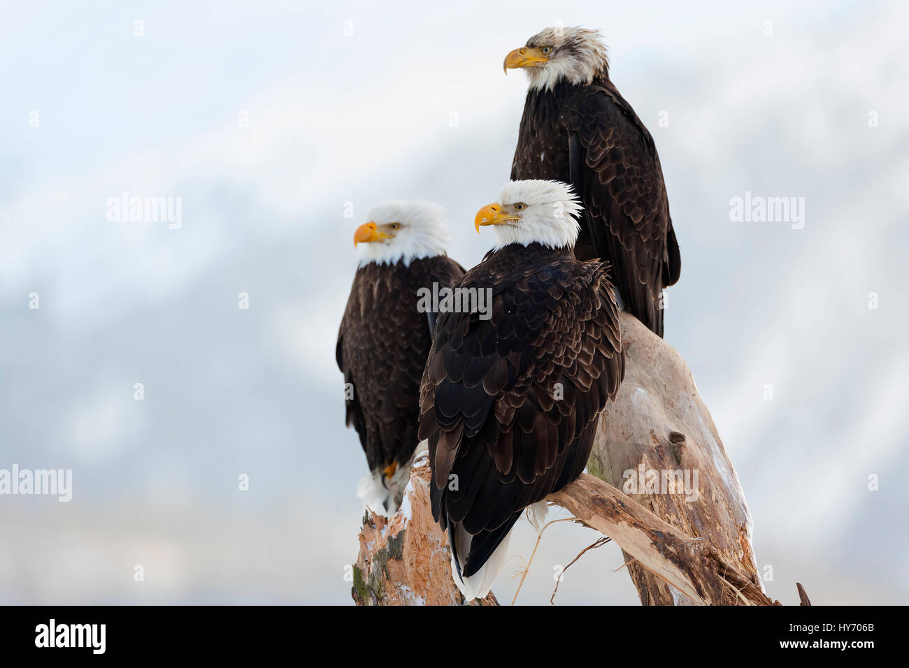 Bald eagle national symbol hi-res stock photography and images - Alamy