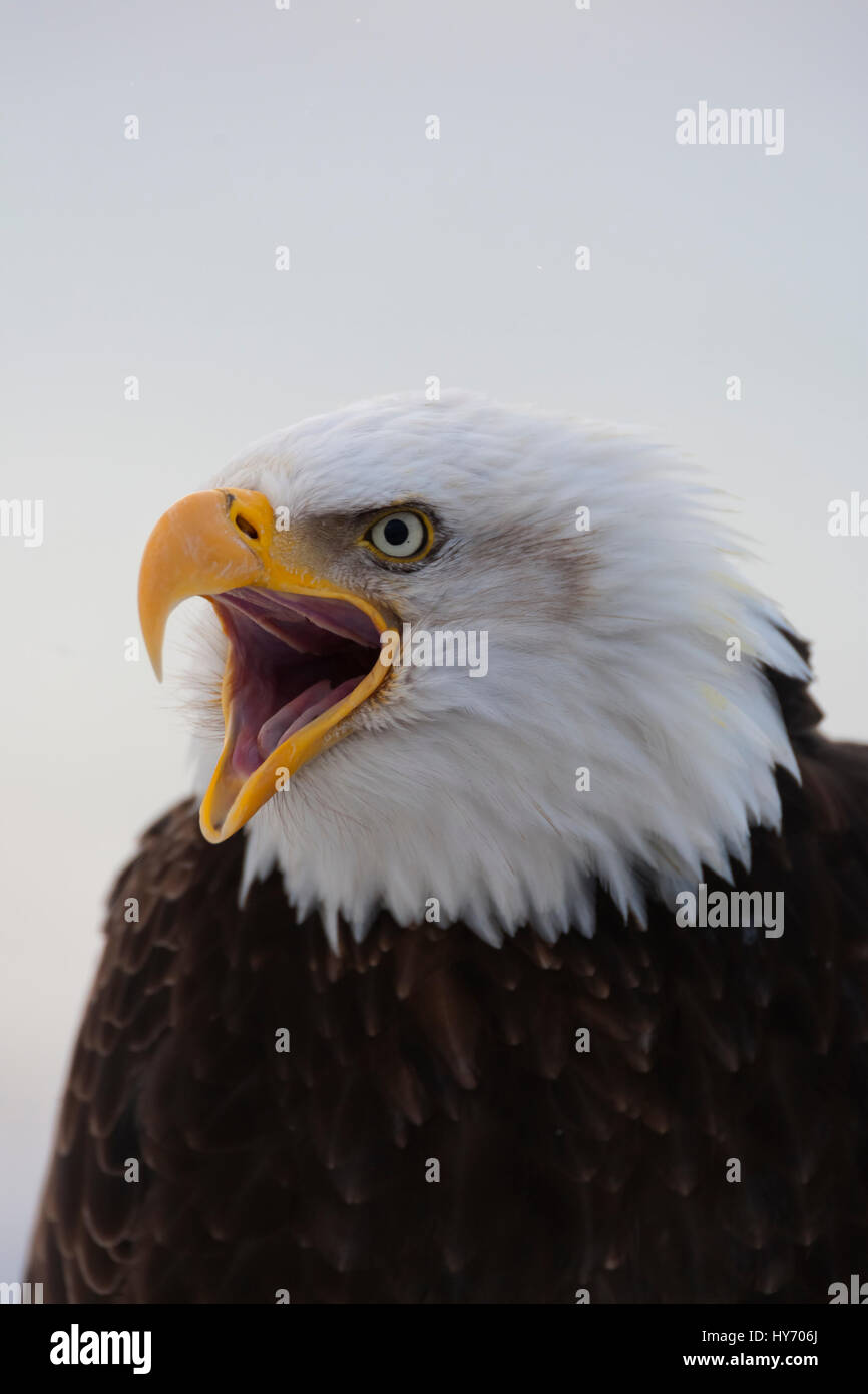Regal mature eagle hi-res stock photography and images - Alamy