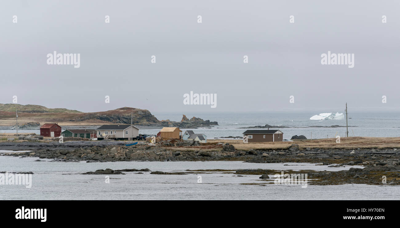 Life at the top of the Great Northern Peninsula with iceberg, near L ...