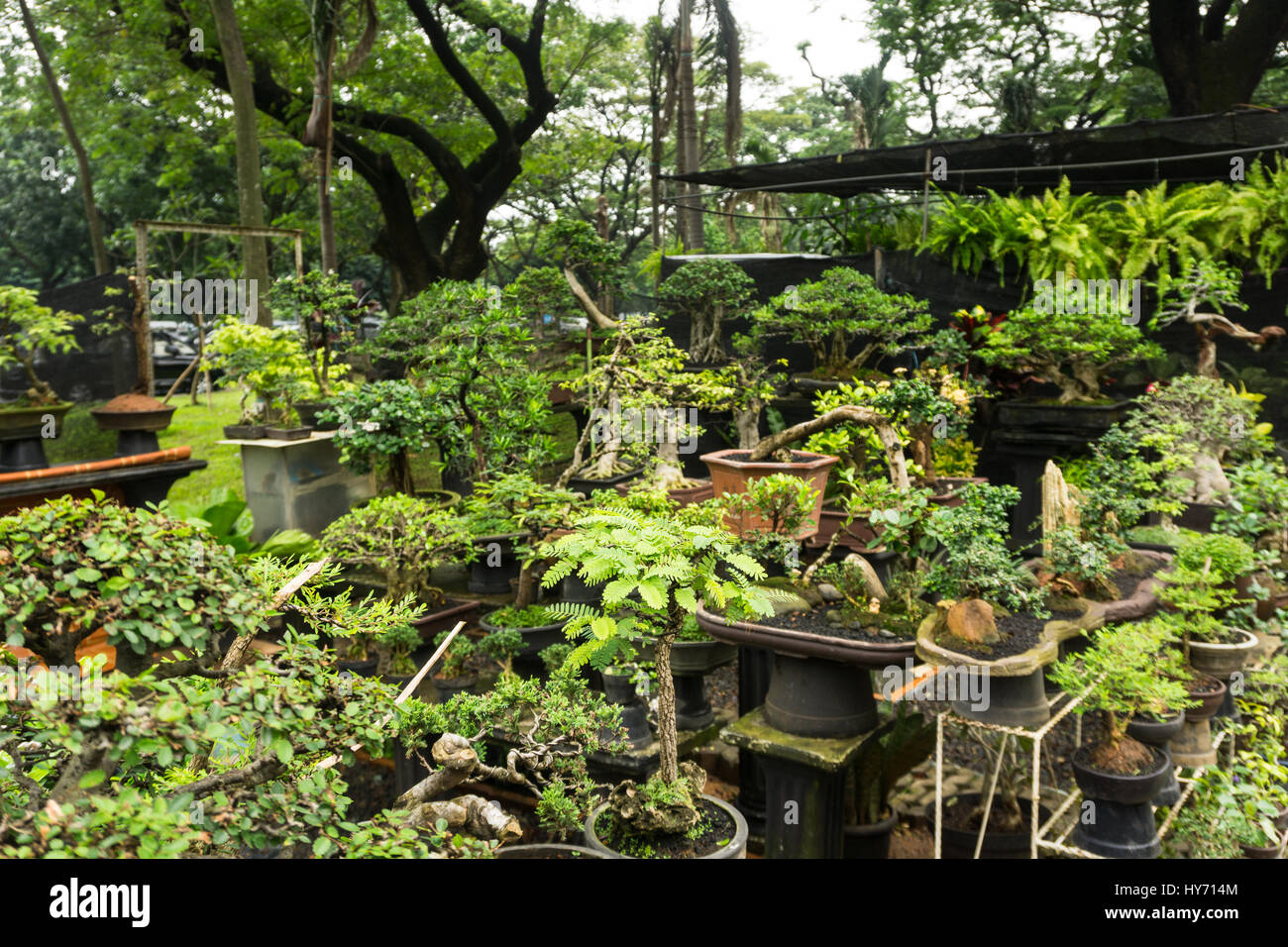 Various kind of Bonsai tree sell in plant store for decorative plants ...