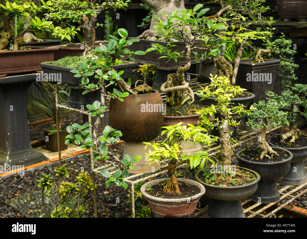 Various kind of Bonsai tree sell in plant store for decorative plants ...