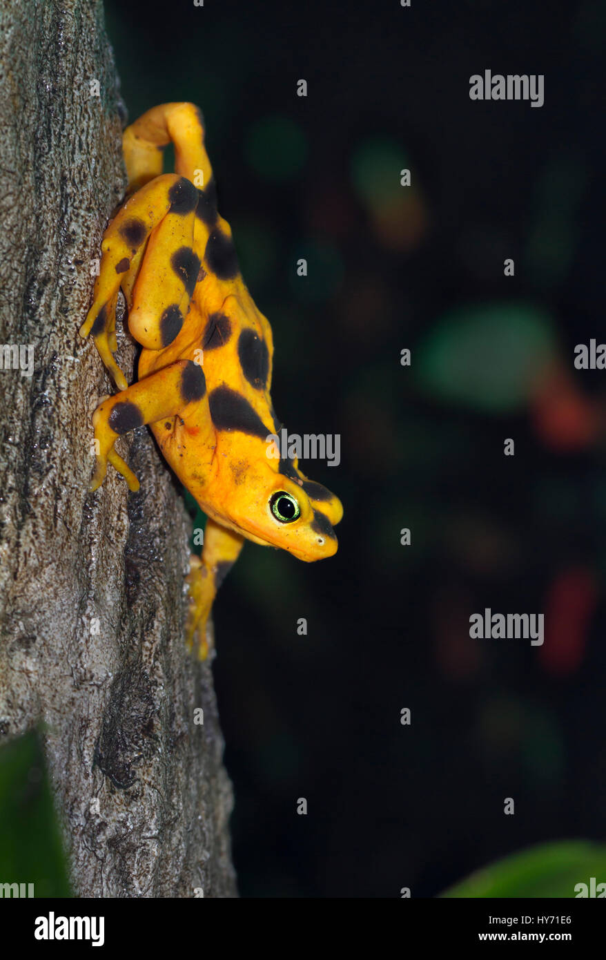 Golden frog hi-res stock photography and images - Alamy