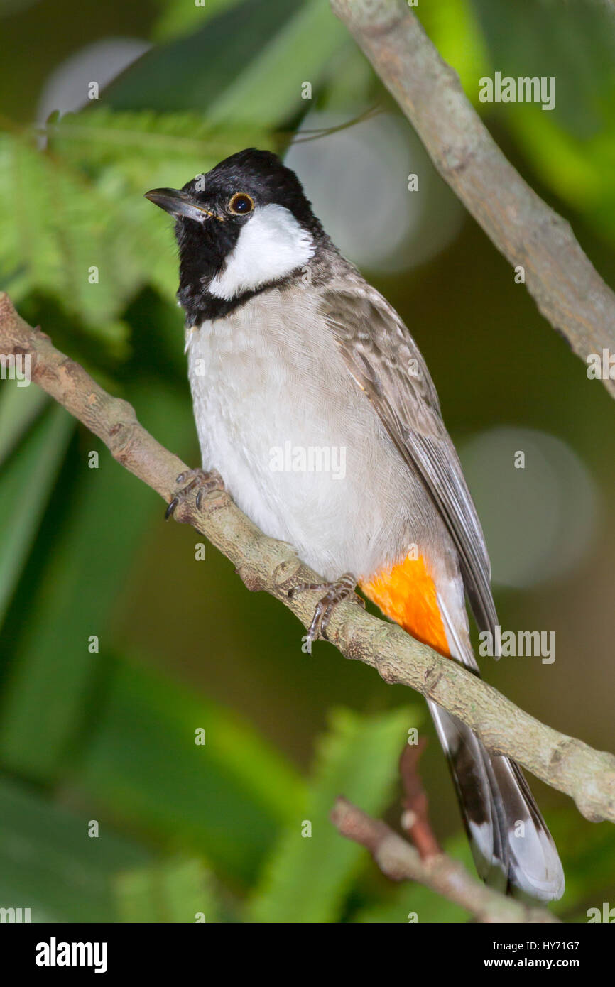 White Eared Bulbul High Resolution Stock Photography and Images - Alamy