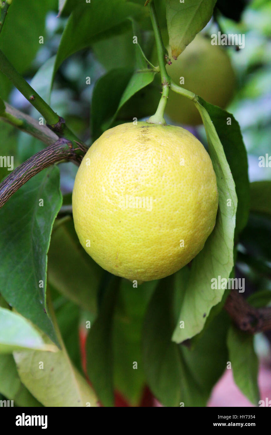 lemon tree at a garden Stock Photo - Alamy