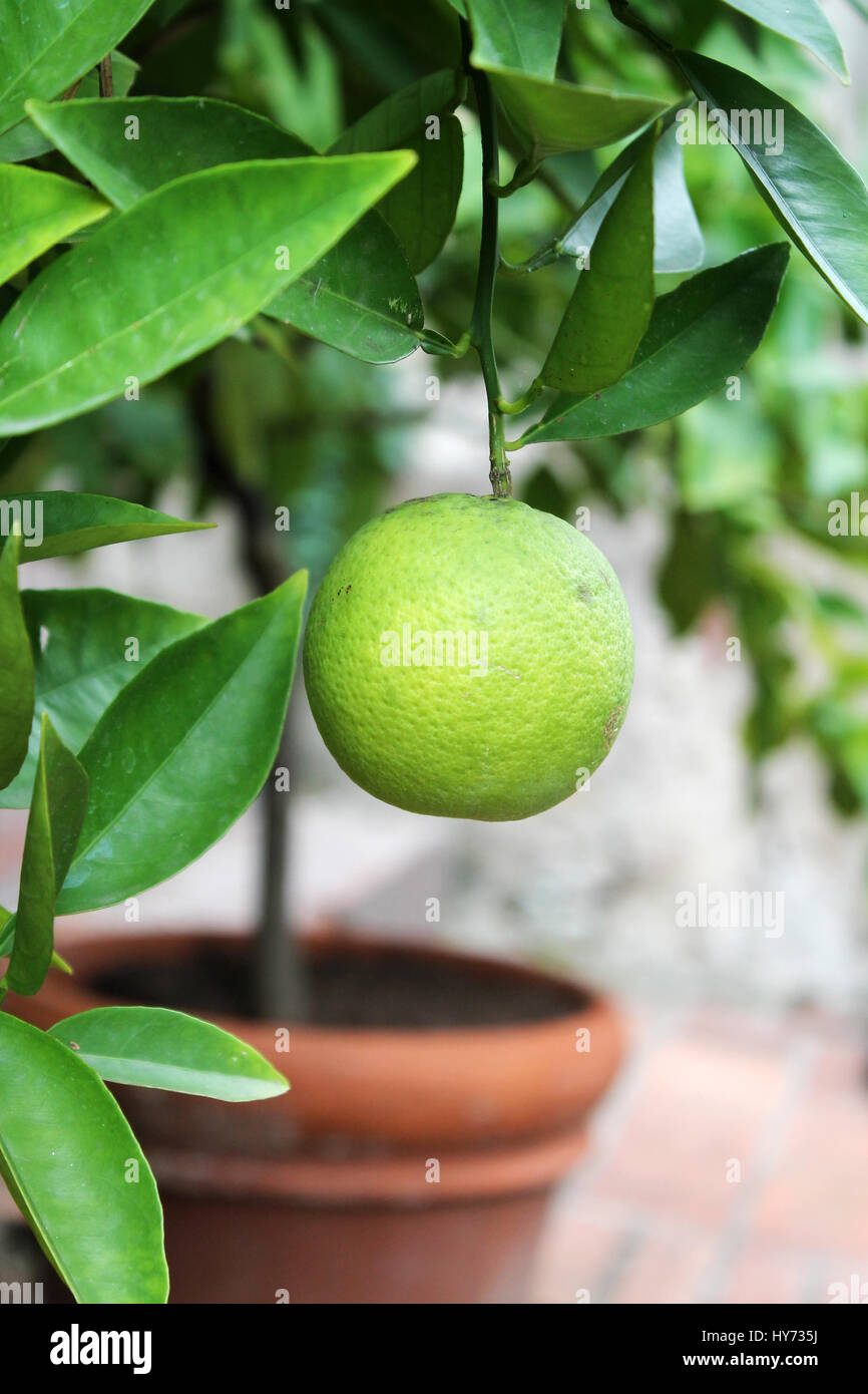 lemon tree at a garden Stock Photo - Alamy