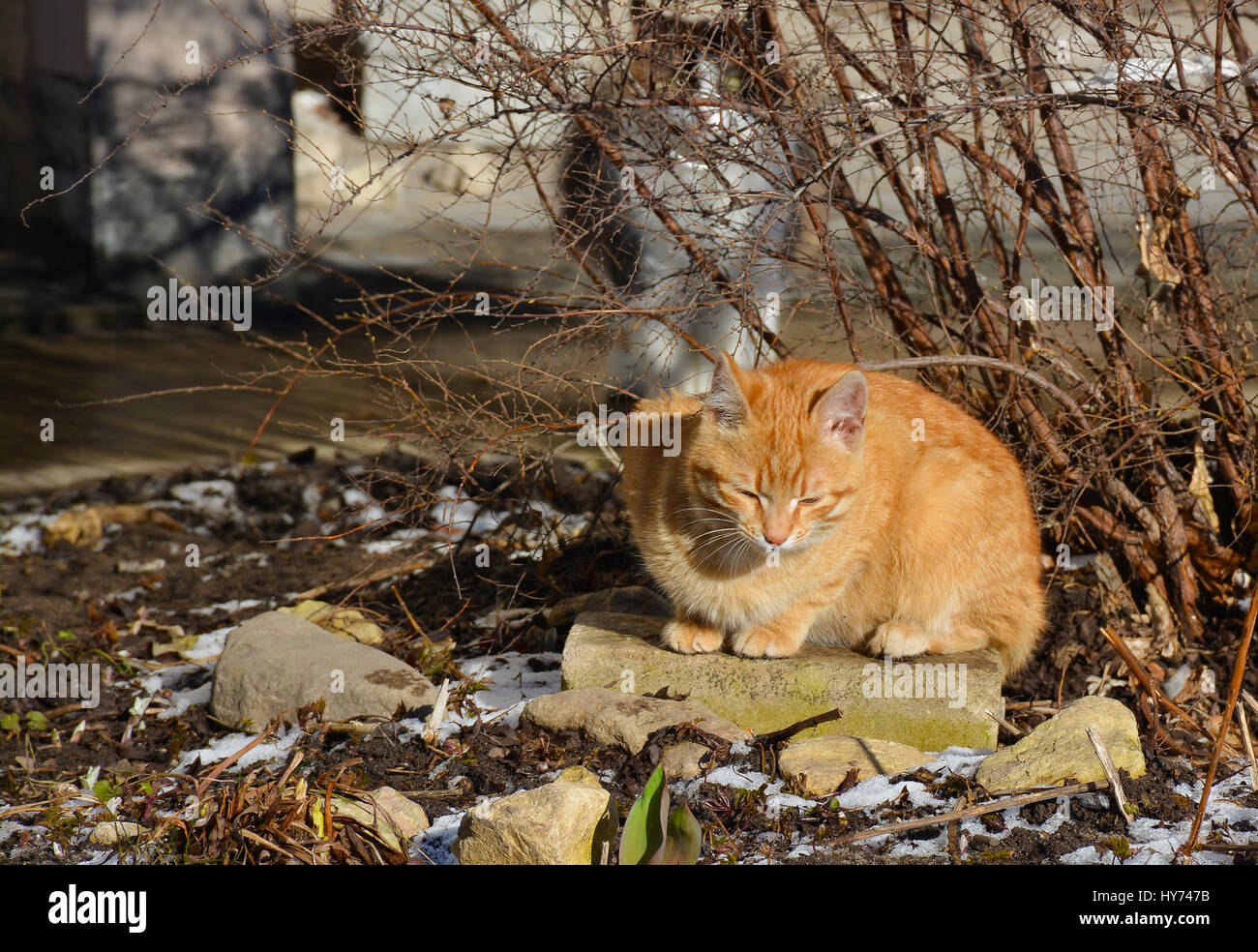 Cats are not living at home Stock Photo - Alamy