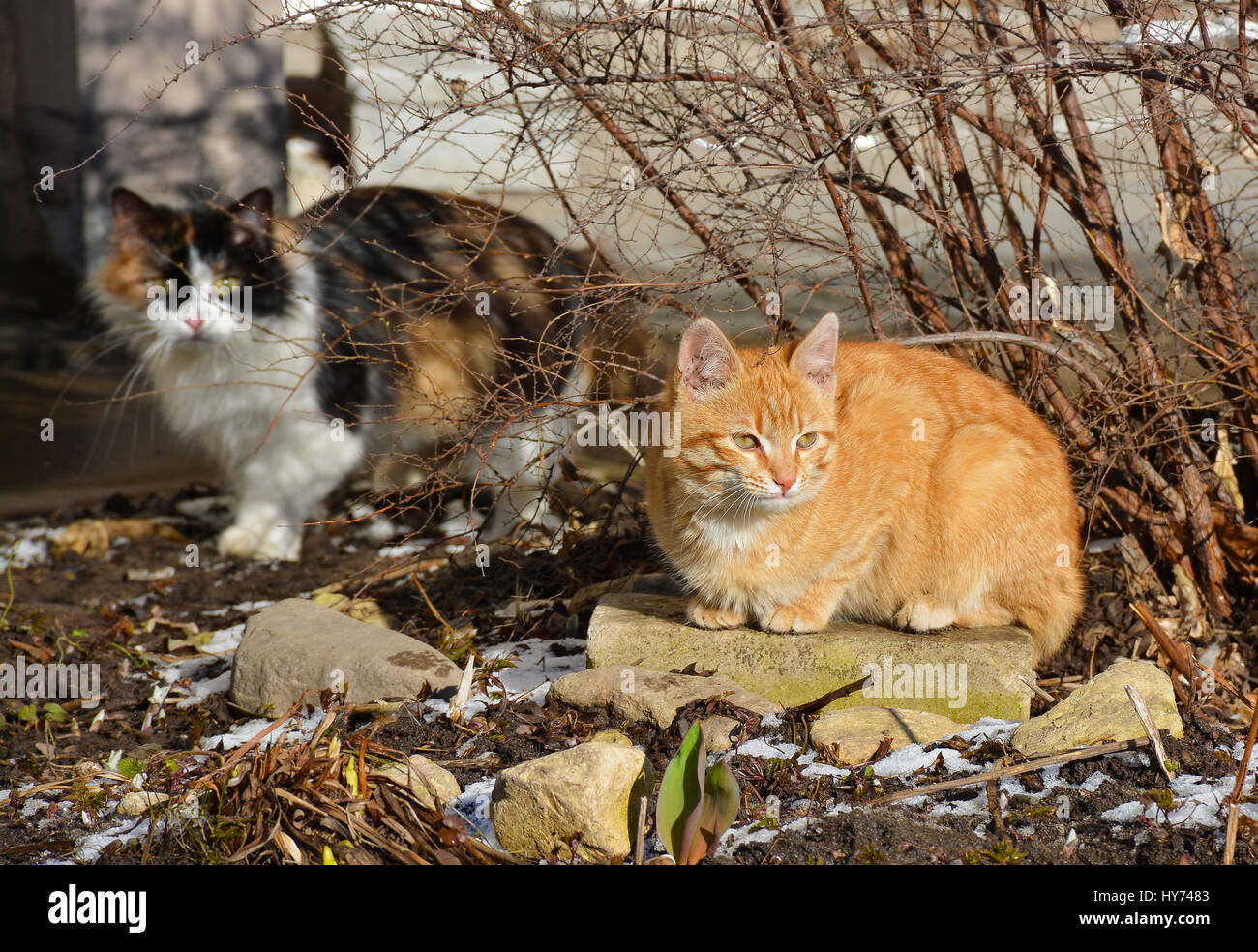 Cats are not living at home Stock Photo - Alamy