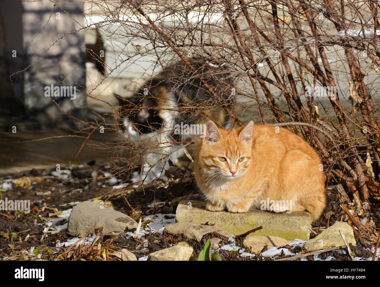 Cats are not living at home Stock Photo - Alamy