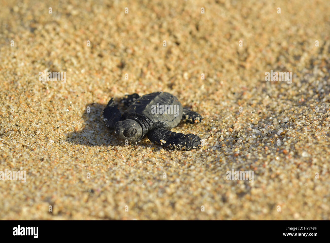 Baby sea turtle hatching hi-res stock photography and images - Alamy