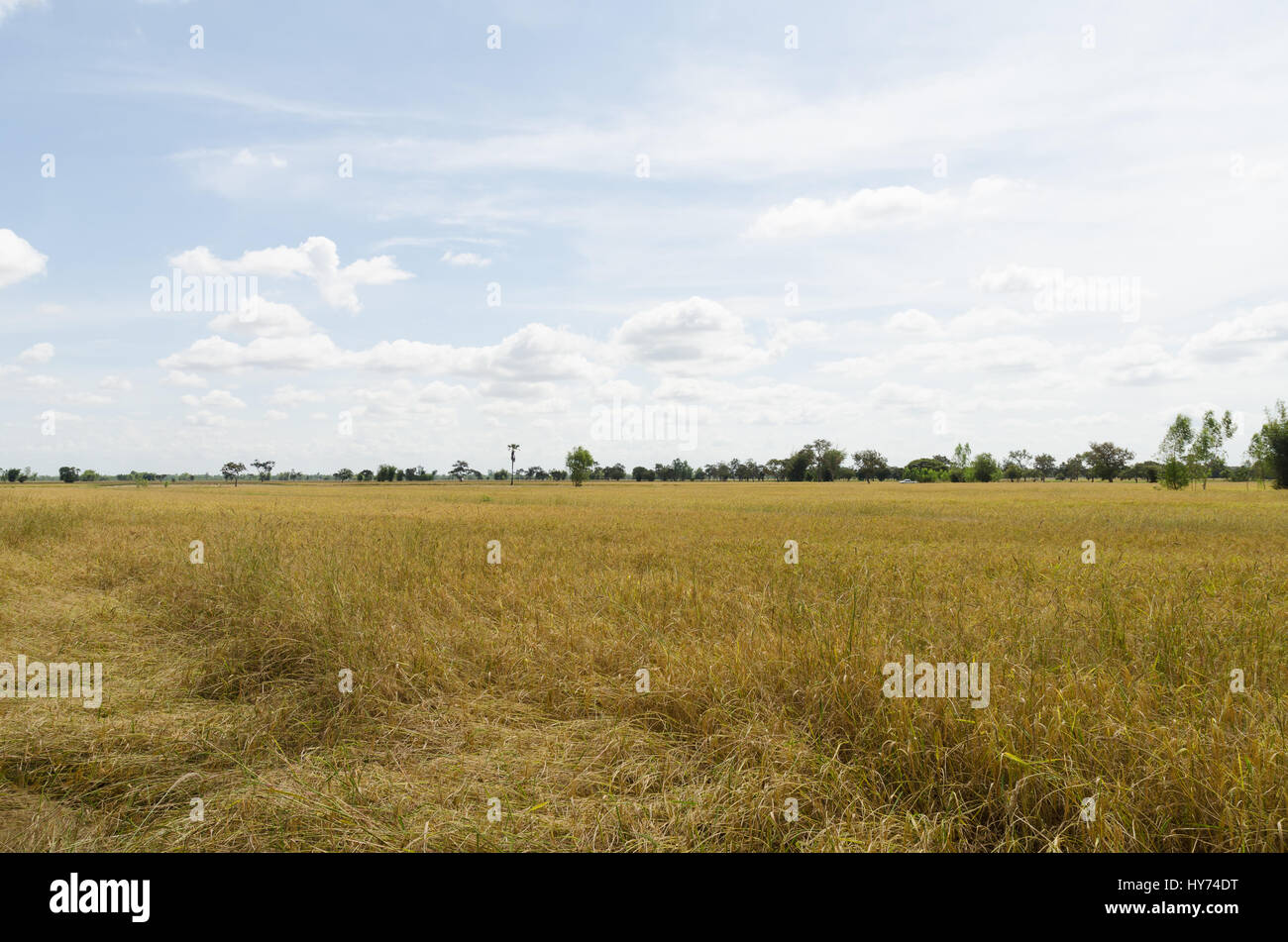 Golden rice field hi-res stock photography and images - Alamy