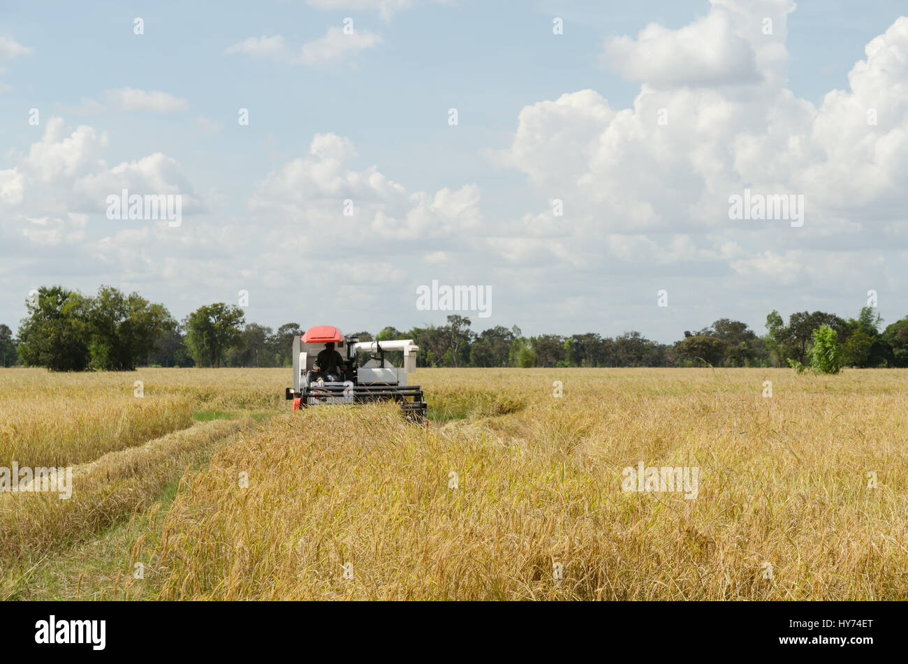 Farm worker harvesting rice with tractor Stock Photo - Alamy