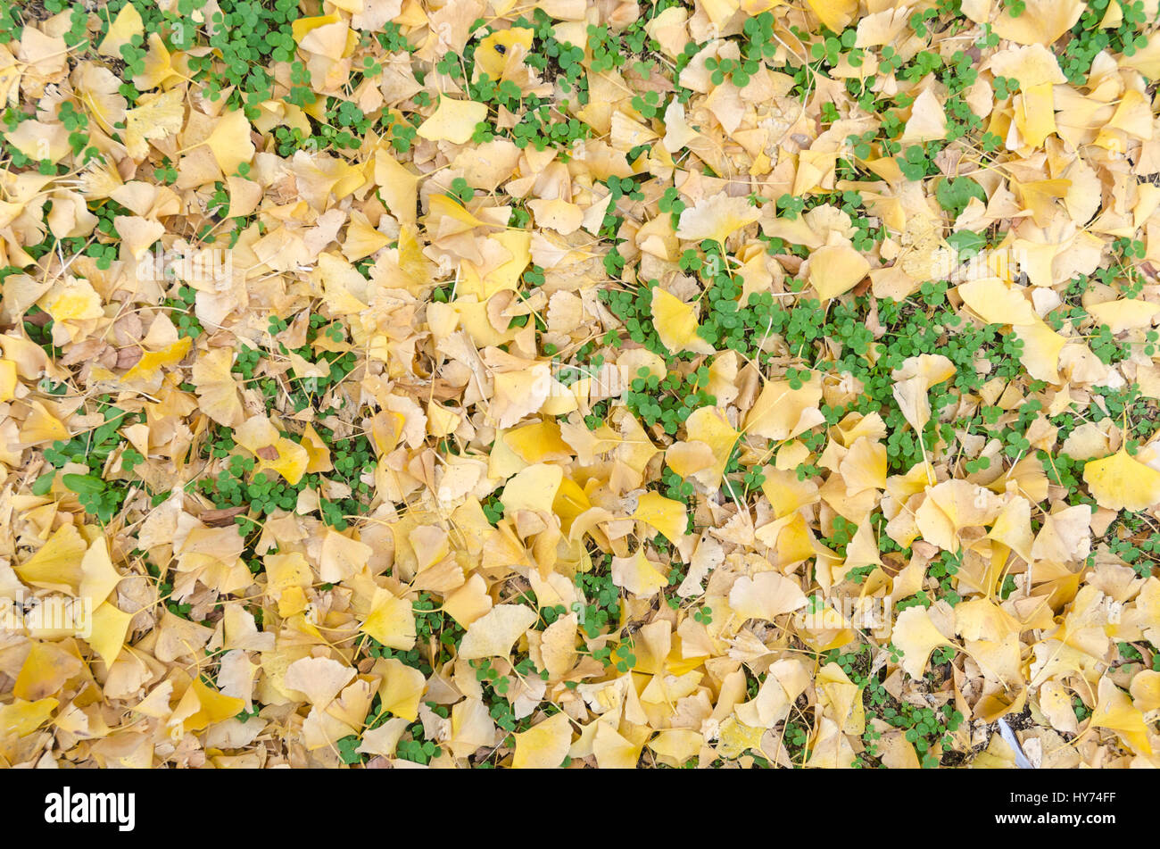 Weed texture on ground hi-res stock photography and images - Alamy