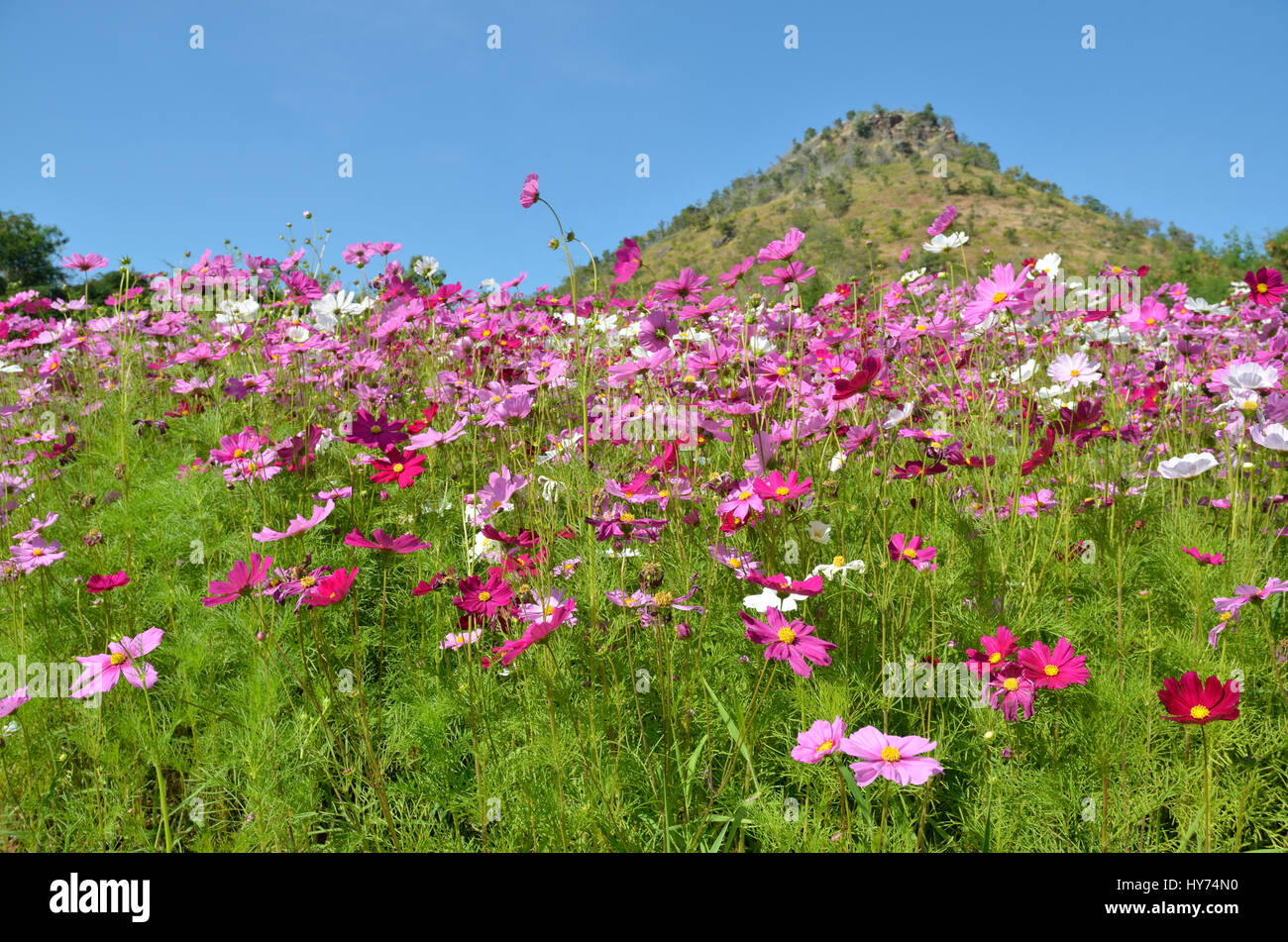 Cosmos flower field hi-res stock photography and images - Alamy