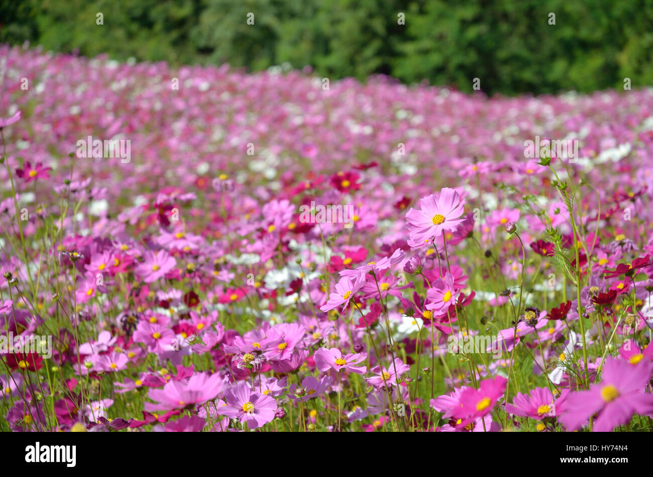 Close up cosmos flower field Stock Photo - Alamy