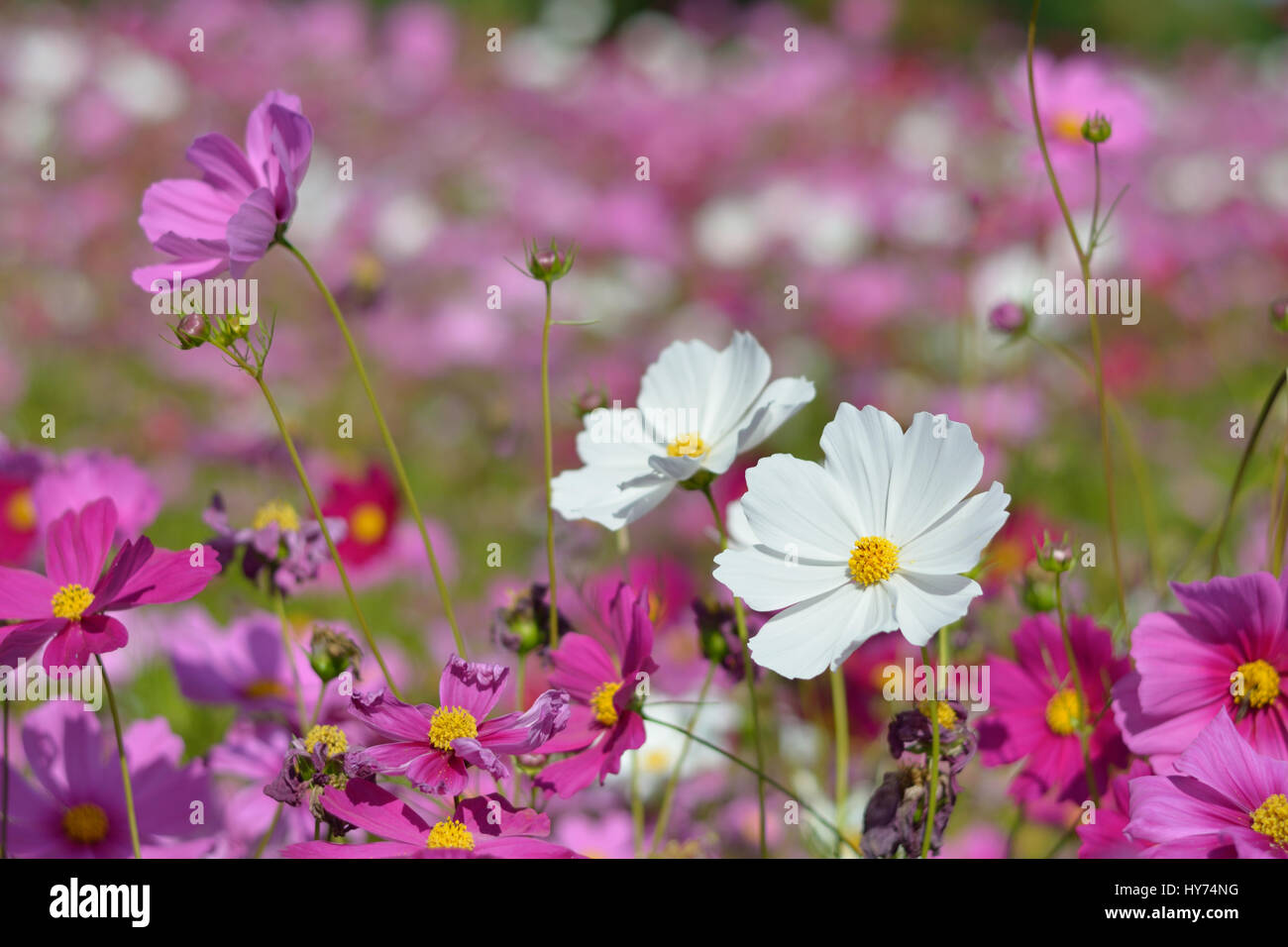 Close up cosmos flower field Stock Photo - Alamy